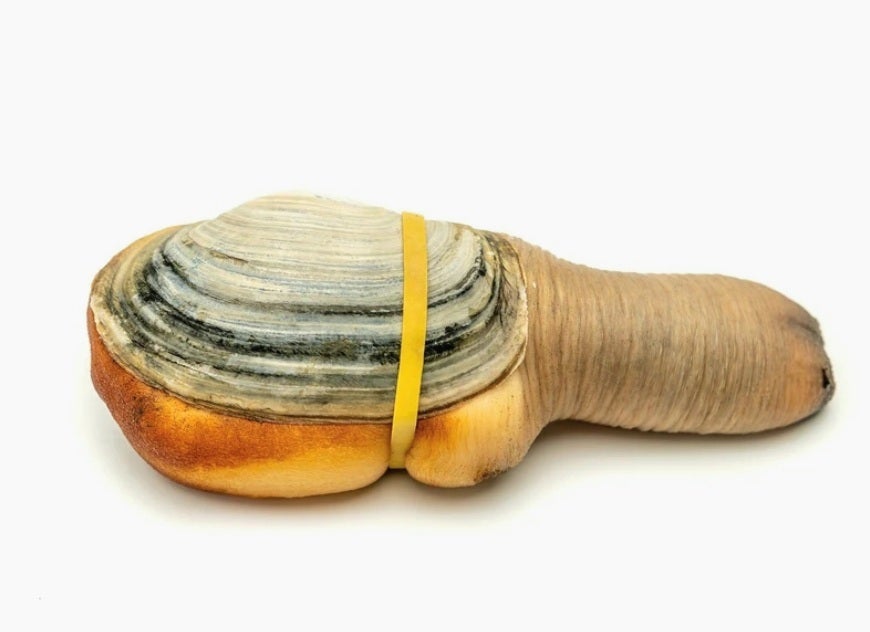 Fresh Geoduck | Anna's seafood - Fish Market