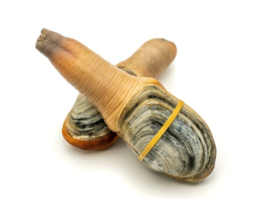 Fresh Geoduck | Anna's seafood - Fish Market